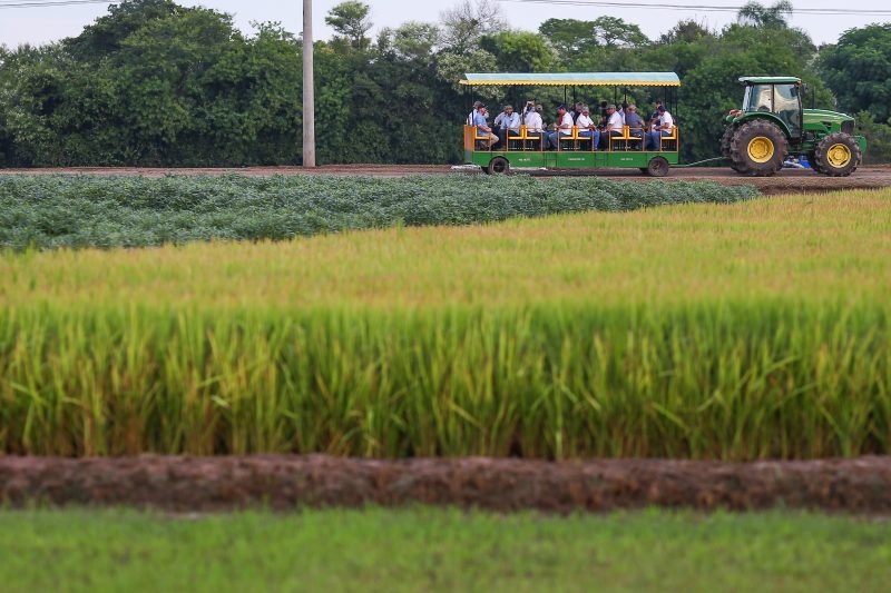 Inscrições abertas dão largada à Abertura Oficial da Colheita do Arroz ...